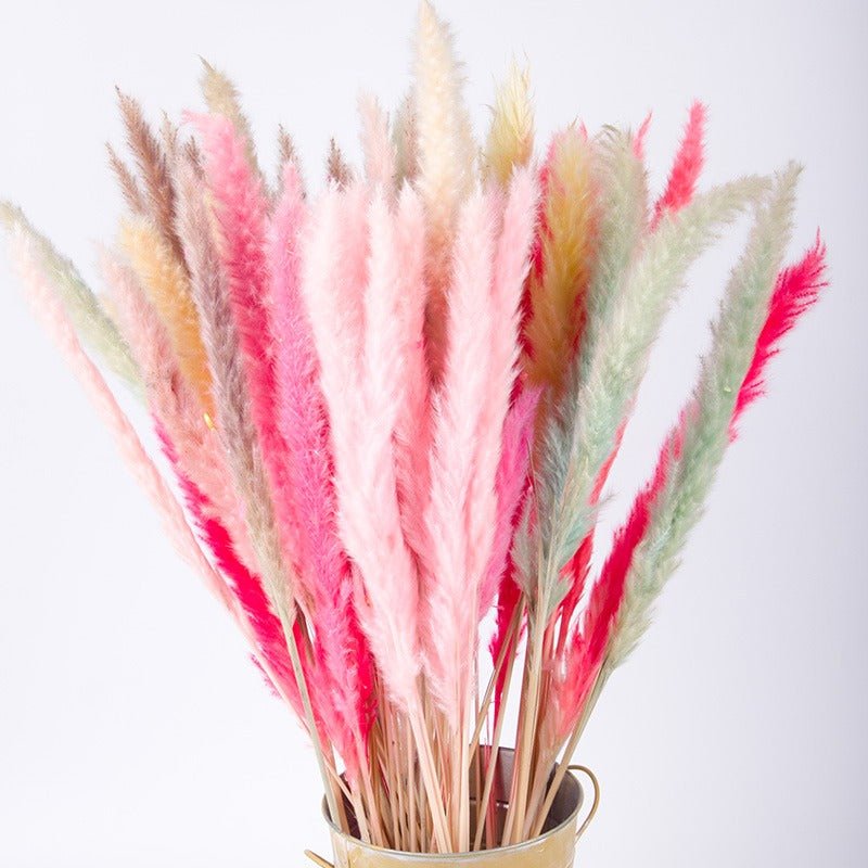 Bakewareind Colored Dried Reed Pampass Grass 15 Sticks Select Color