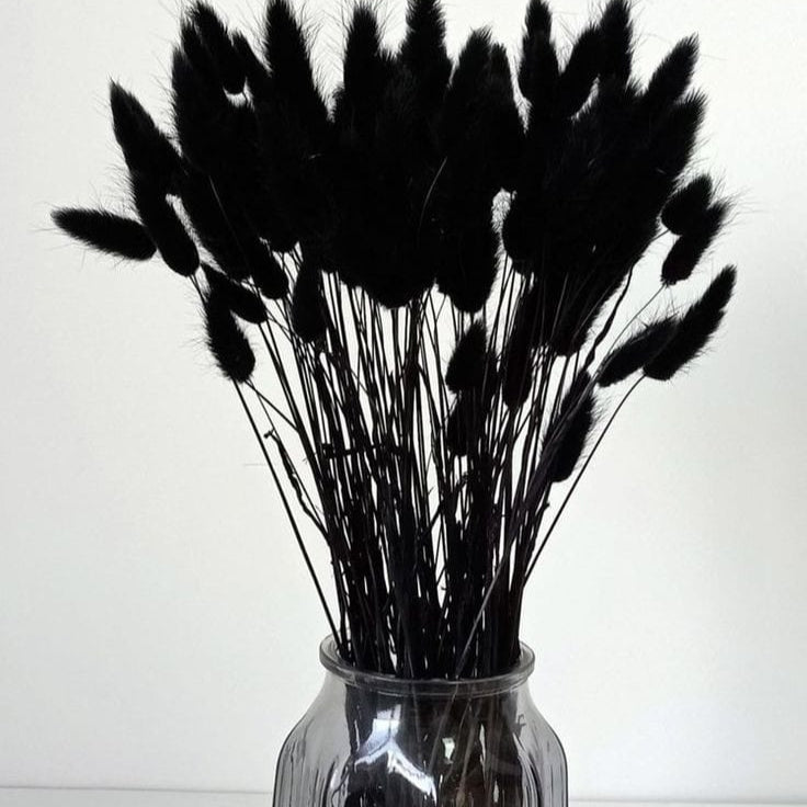 Bakewareind Bunny Tails Natural Dried Flower, Black