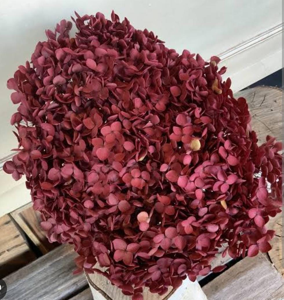 Bakewareind Dried Hydrangeas Leaves Preserved, Deep Red