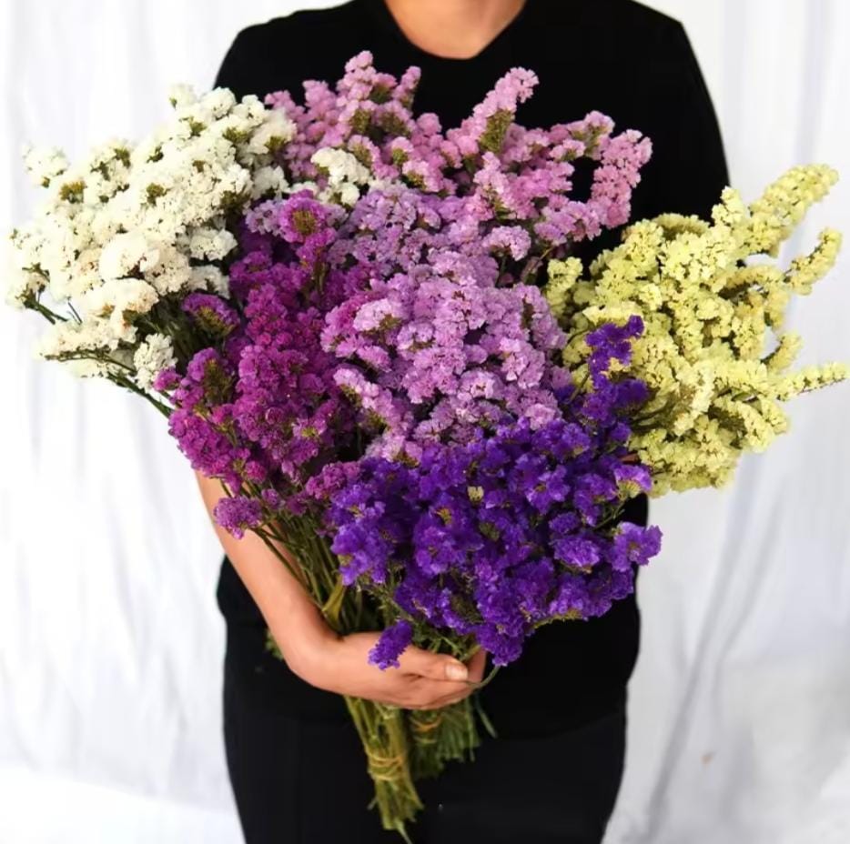 Dried Natural Statice Flowers - Select Color Options – Bakeware India