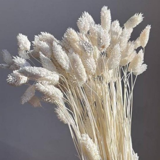 Bakewareind Dried Phalaris Italian Grass, White