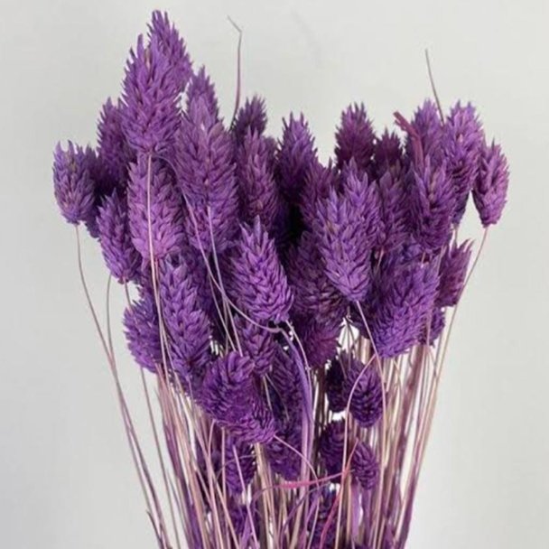 Bakewareind Dried Phalaris Natural Italian Grass