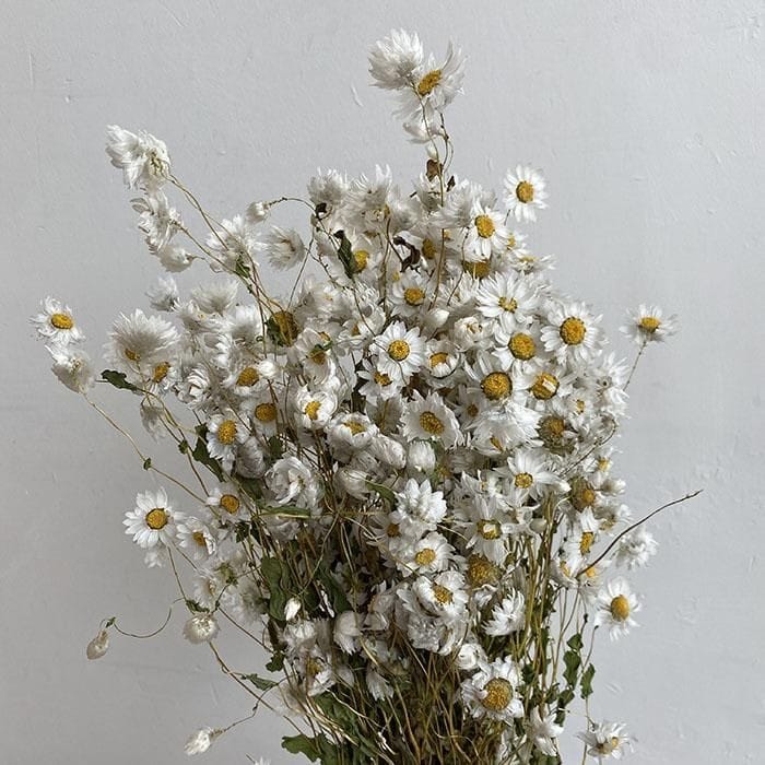 Bakewareind Rhodanthe Daisy Natural Dried Flower Preserved